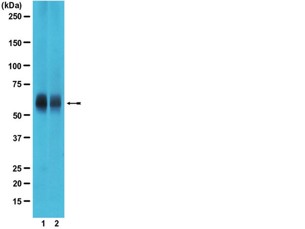 Anti-RUNX2 Antibody, clone AS110 | 05-1478